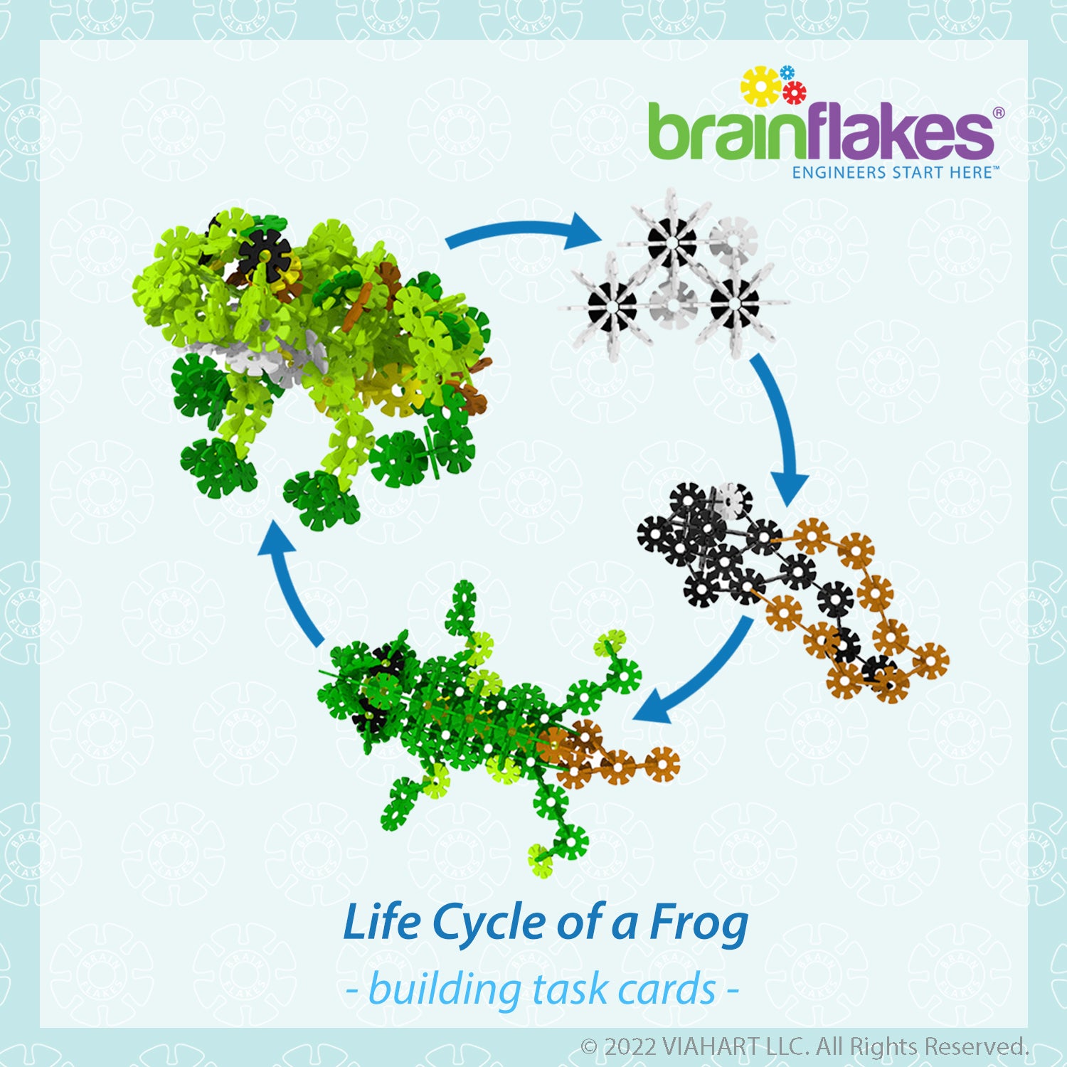 Frog Life Cycle Task Cards – Brain Flakes