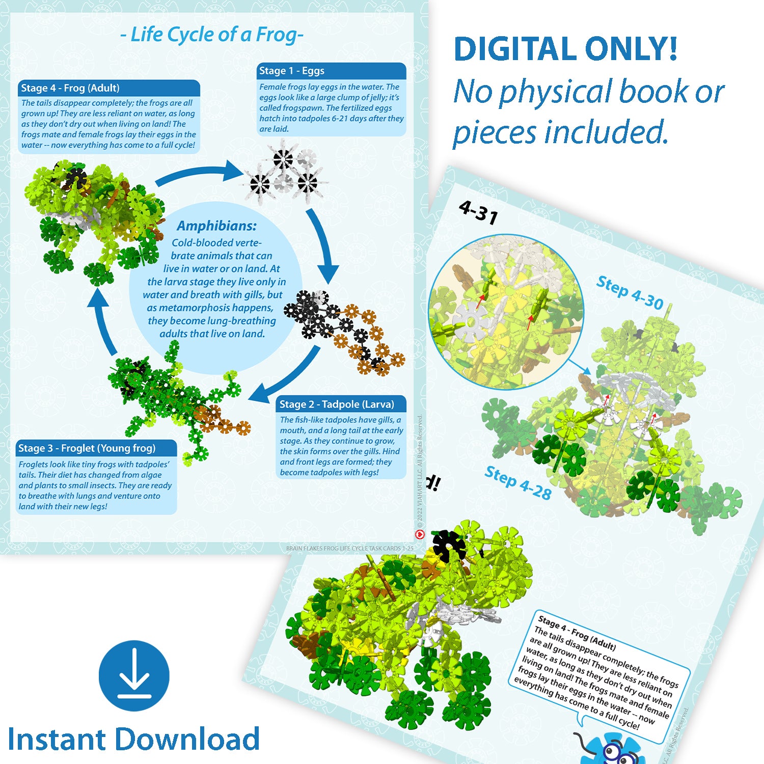 Frog Life Cycle Printable Cards